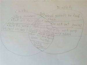 Compare and Contrast Eaglets and Chicks – Raptor Resource Project ...