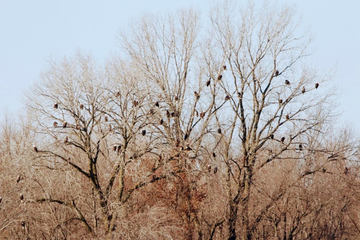 Collective Nouns – Raptor Resource Project Teachables