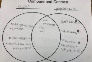 Compare and Contrast Eaglets and Penguins – Raptor Resource Project ...