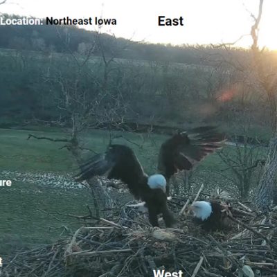 Lesson Plans – Raptor Resource Project Teachables
