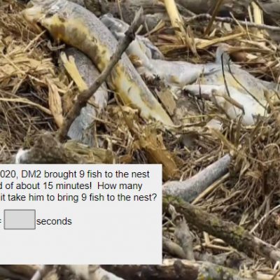 Lesson Plans – Raptor Resource Project Teachables