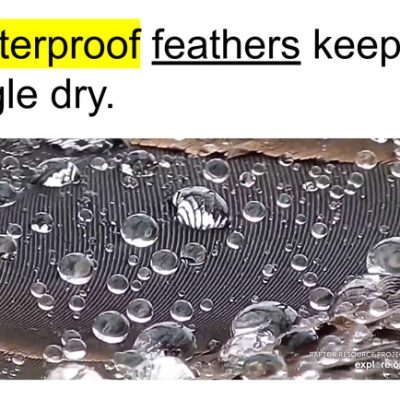 Lesson Plans – Raptor Resource Project Teachables