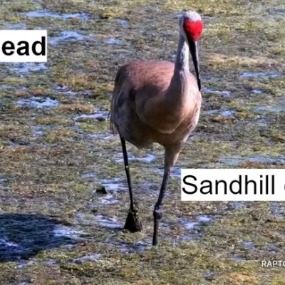 Lesson Plans – Raptor Resource Project Teachables