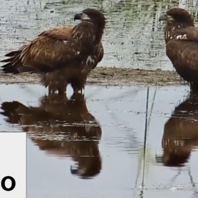 Lesson Plans – Raptor Resource Project Teachables